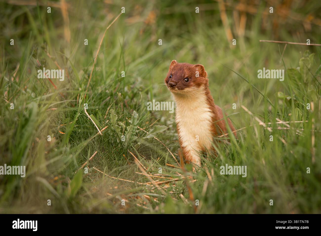 Stoat in grass hi-res stock photography and images - Alamy