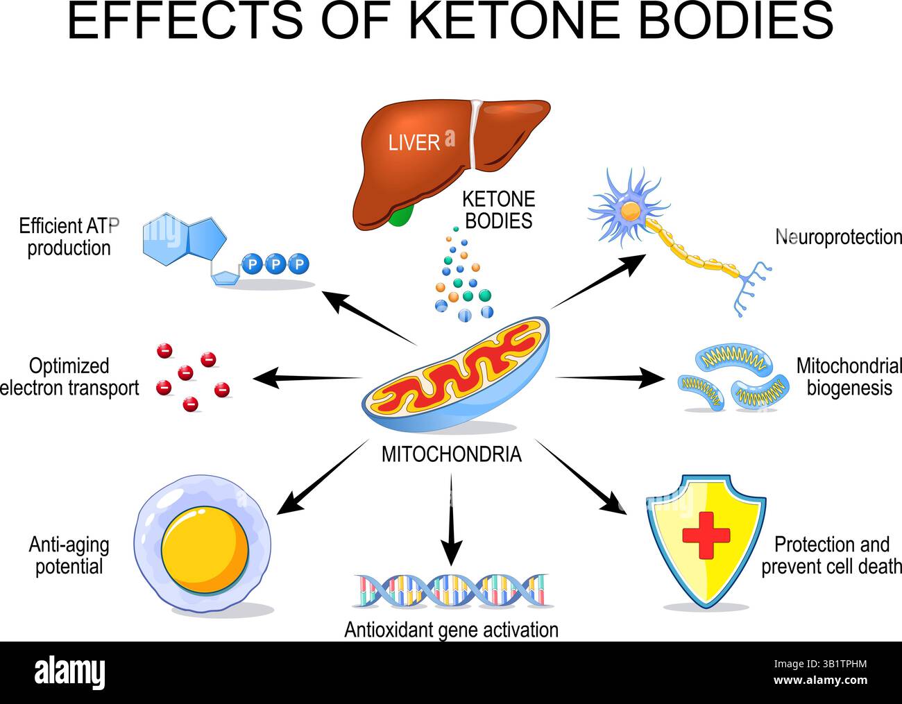 Effects of healthy lifestyle Cut Out Stock Images & Pictures - Alamy