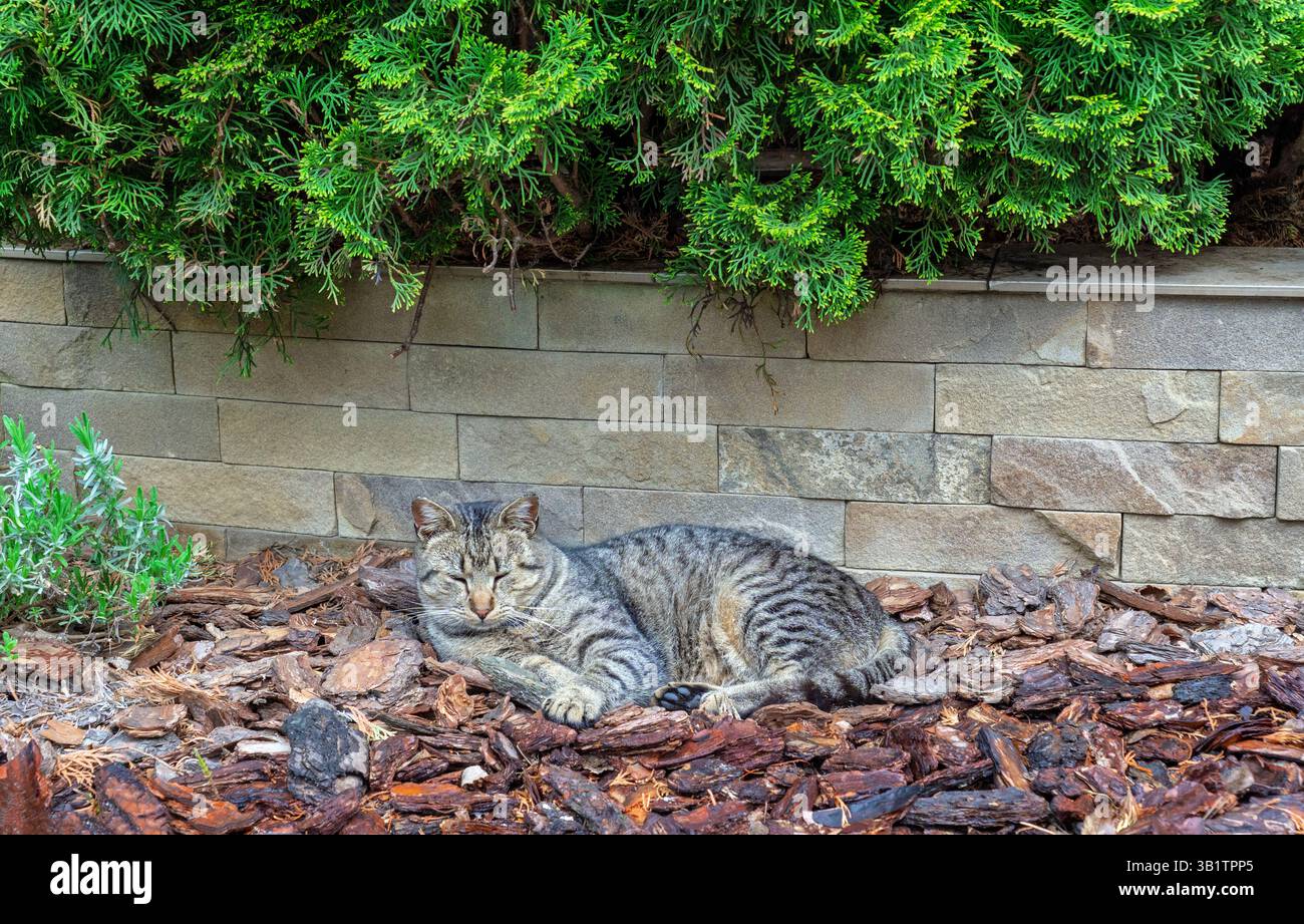 Striped Domestic Cat Napping Outdoors on a Bed of Wood Chips Near ...