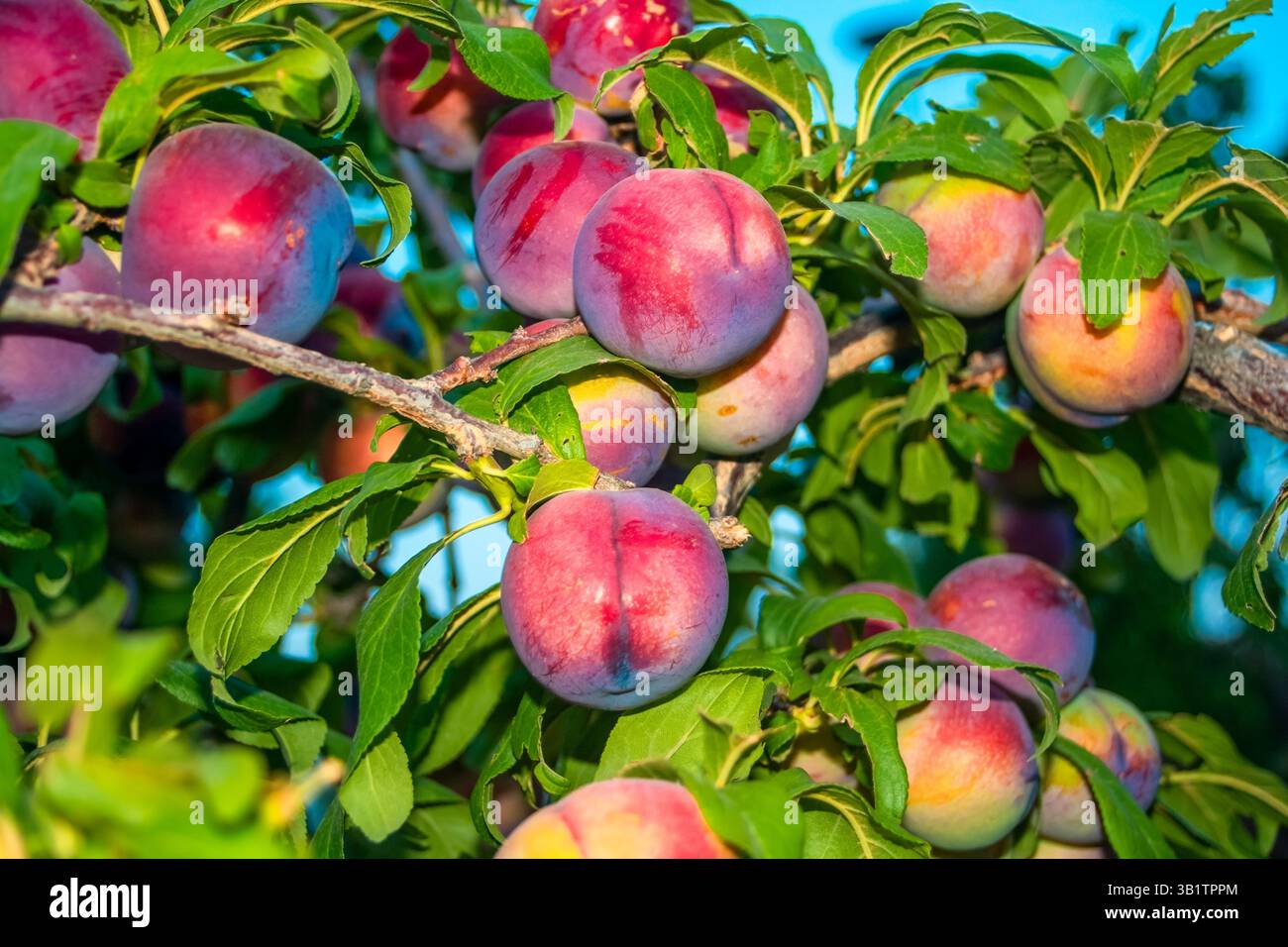Orchard fresh perfection hi-res stock photography and images - Alamy