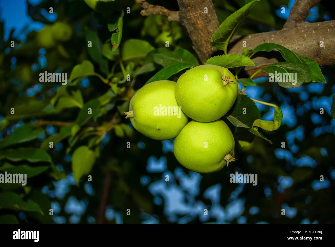 Punch tree hi-res stock photography and images - Alamy