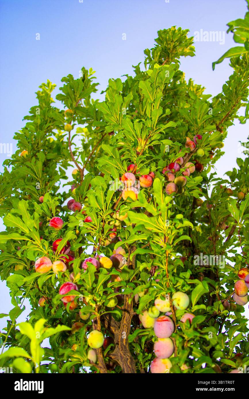 The tree's branches bend under the weight of hanging damson plums Stock ...