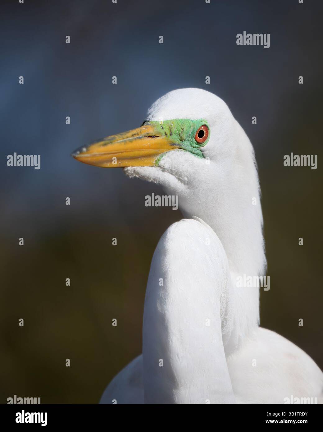 Up close and personal with a Great Egret in spring breeding colors ...
