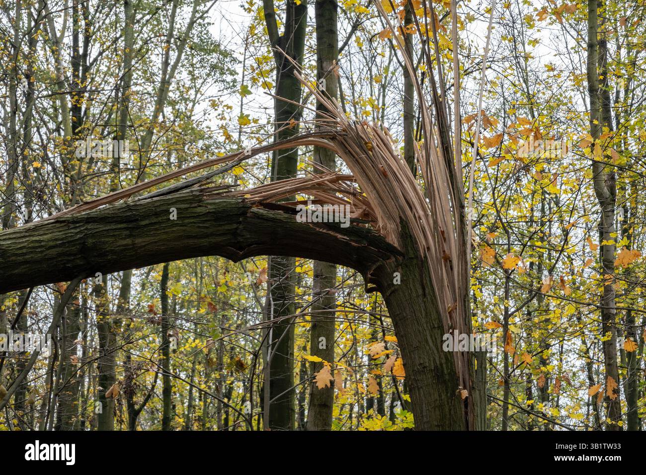 Broken tree in forest after strong wind and thunderstorm Stock Photo ...
