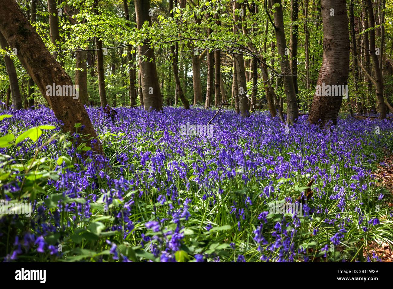 Bluebells in ancient woodland, Sarratt, Hertfordshire, England UK ...
