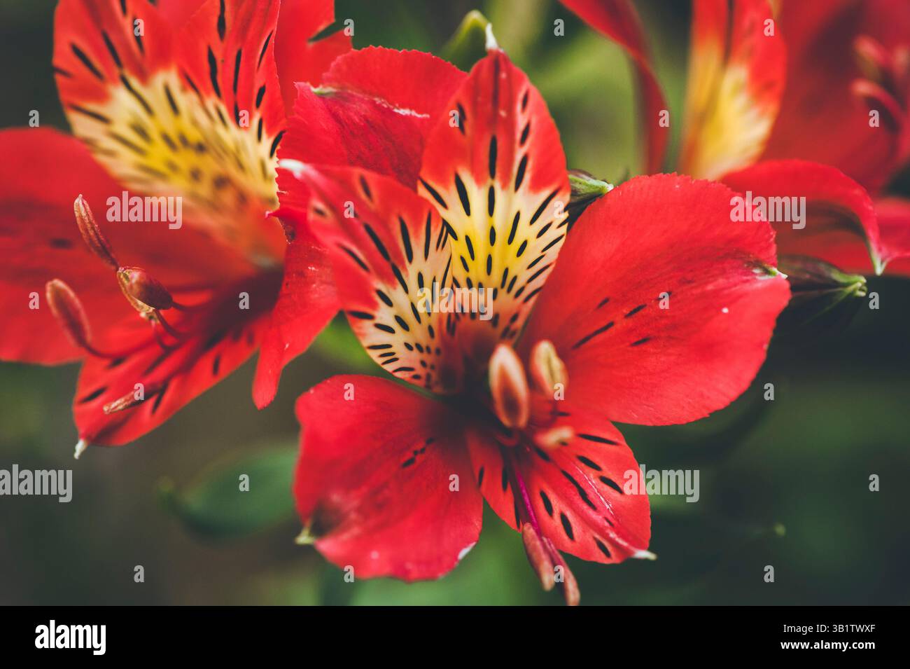 Flowers of peru hi-res stock photography and images - Alamy