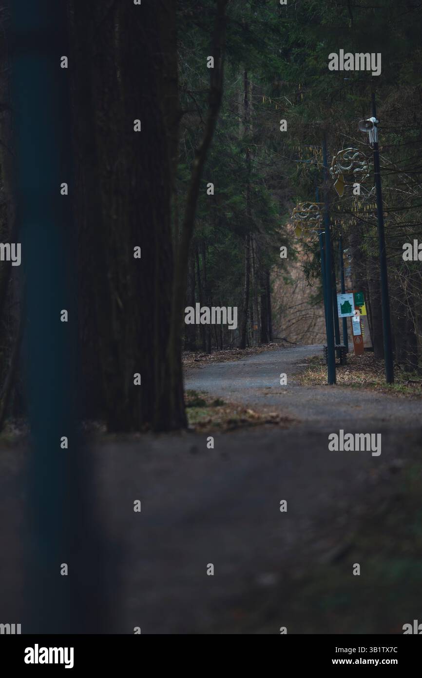A winding gravel path runs through a dense forest with decorative ...