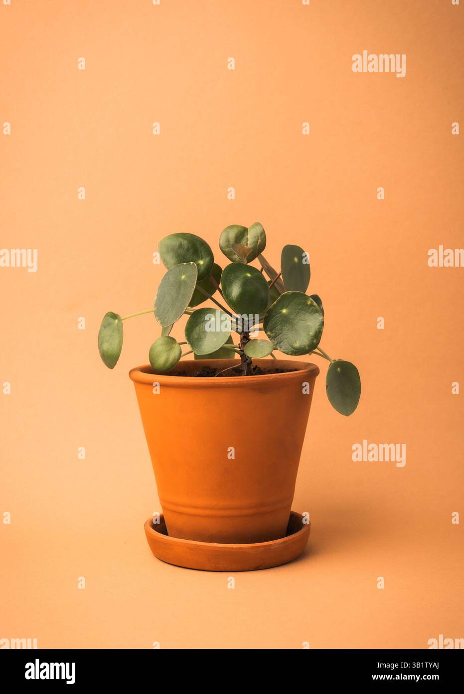 Chinese money plant in a clay pot on a brown background with copy space ...