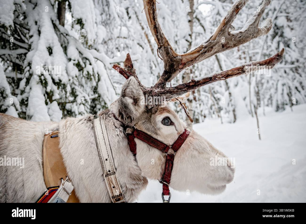 Reindeer side profile hi-res stock photography and images - Alamy