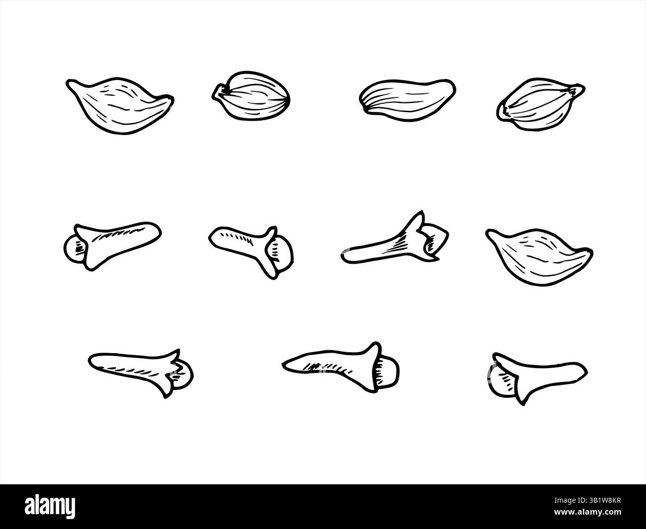 Clove buds and cardamom pods clip art vector isolated illustration ...