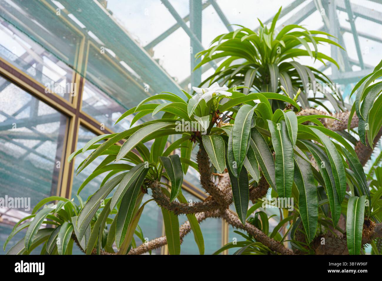Pachypodium lamerei or Madagascar palm, succulent plant in botanical ...
