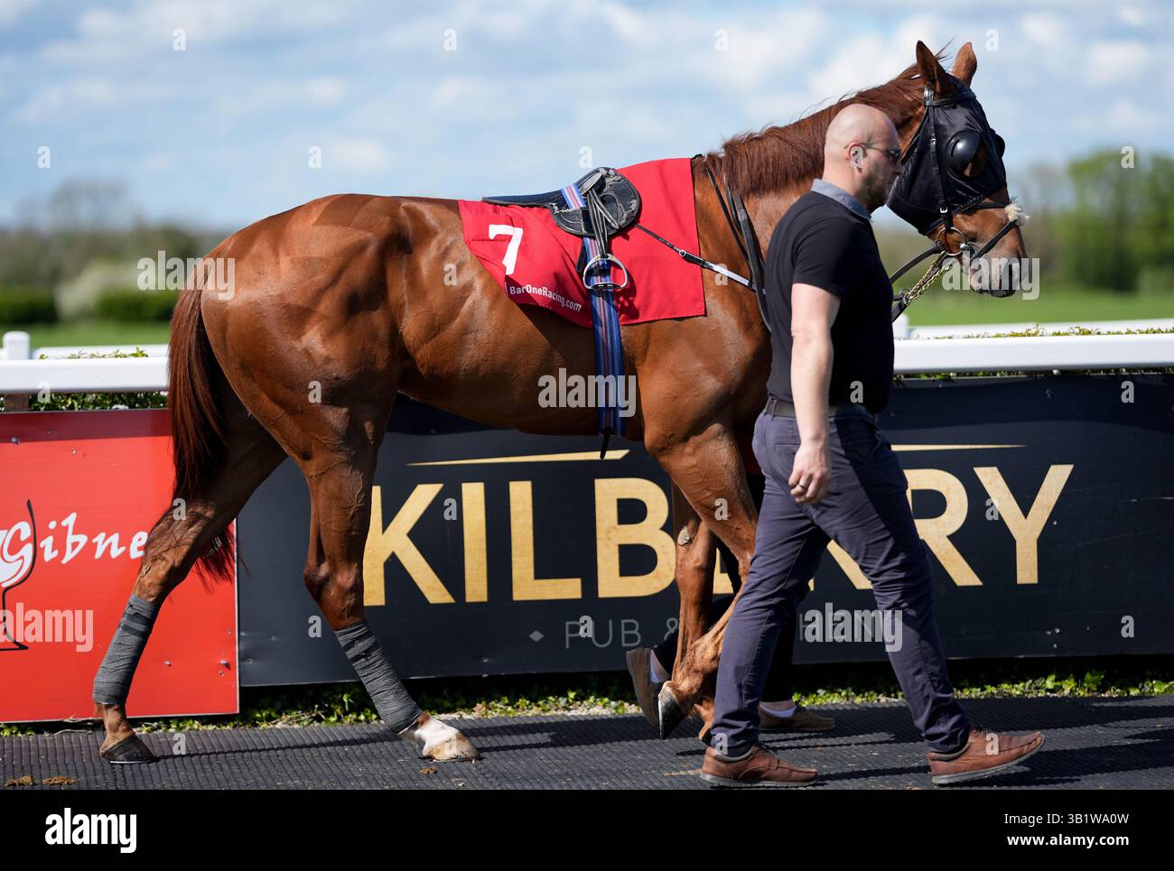 Bay Of Sanibel in the parade ring ahead of the Bar One Racing Vintage ...