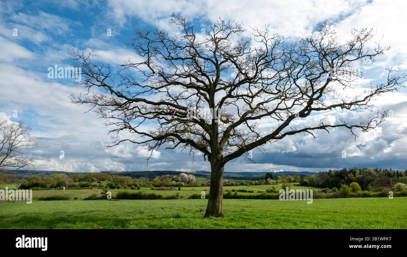 leave-less oak tree in field with clouds in background, Ardennen ...