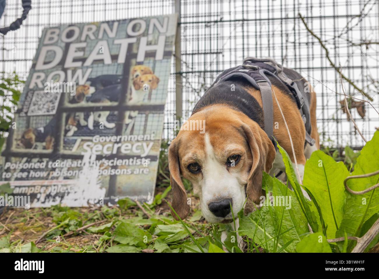 Huntingdon, UK. 26 APR, 2025. Beagle sits in front of "Born on Death ...