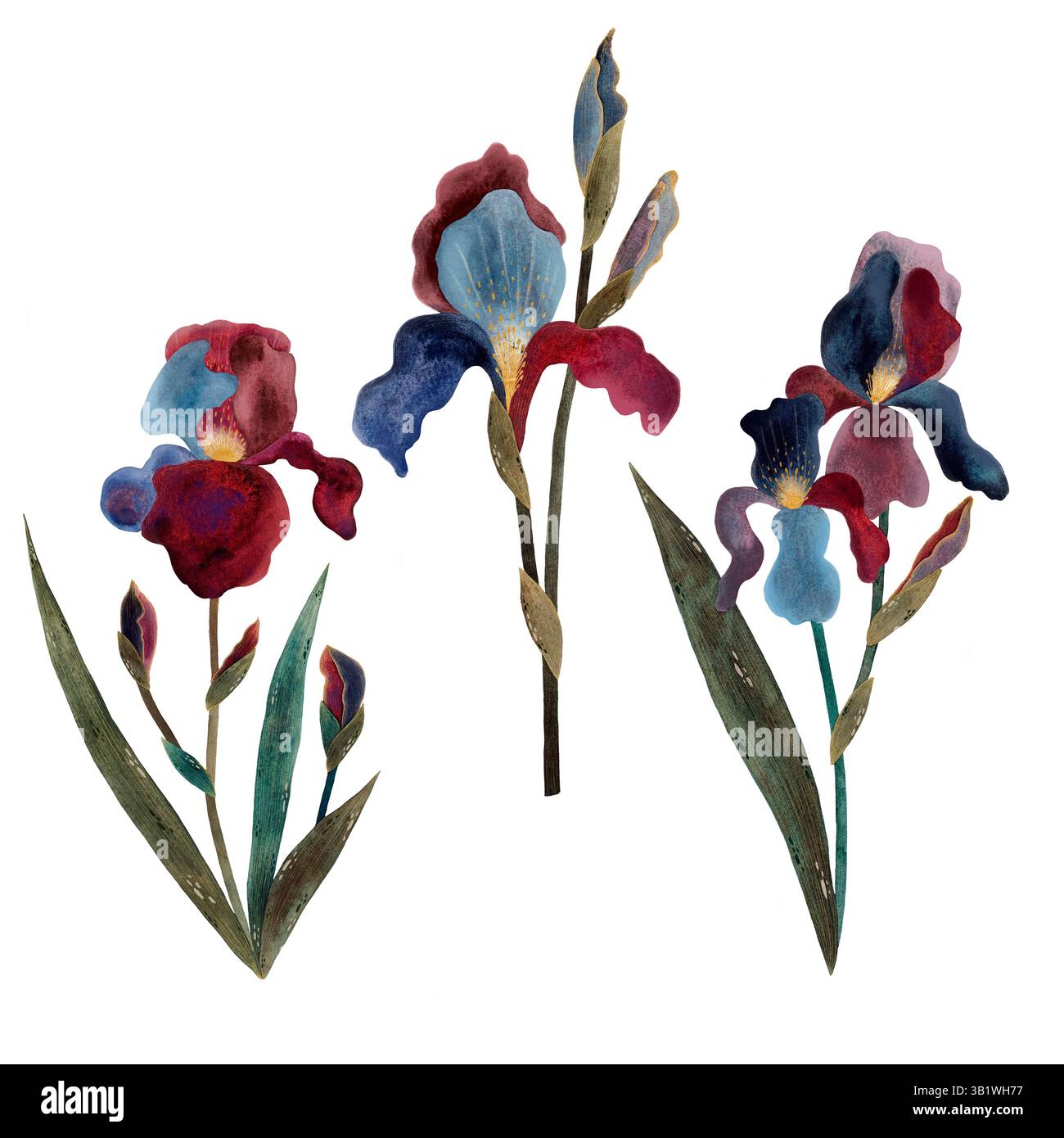 Pink purple irises iris Cut Out Stock Images & Pictures - Alamy