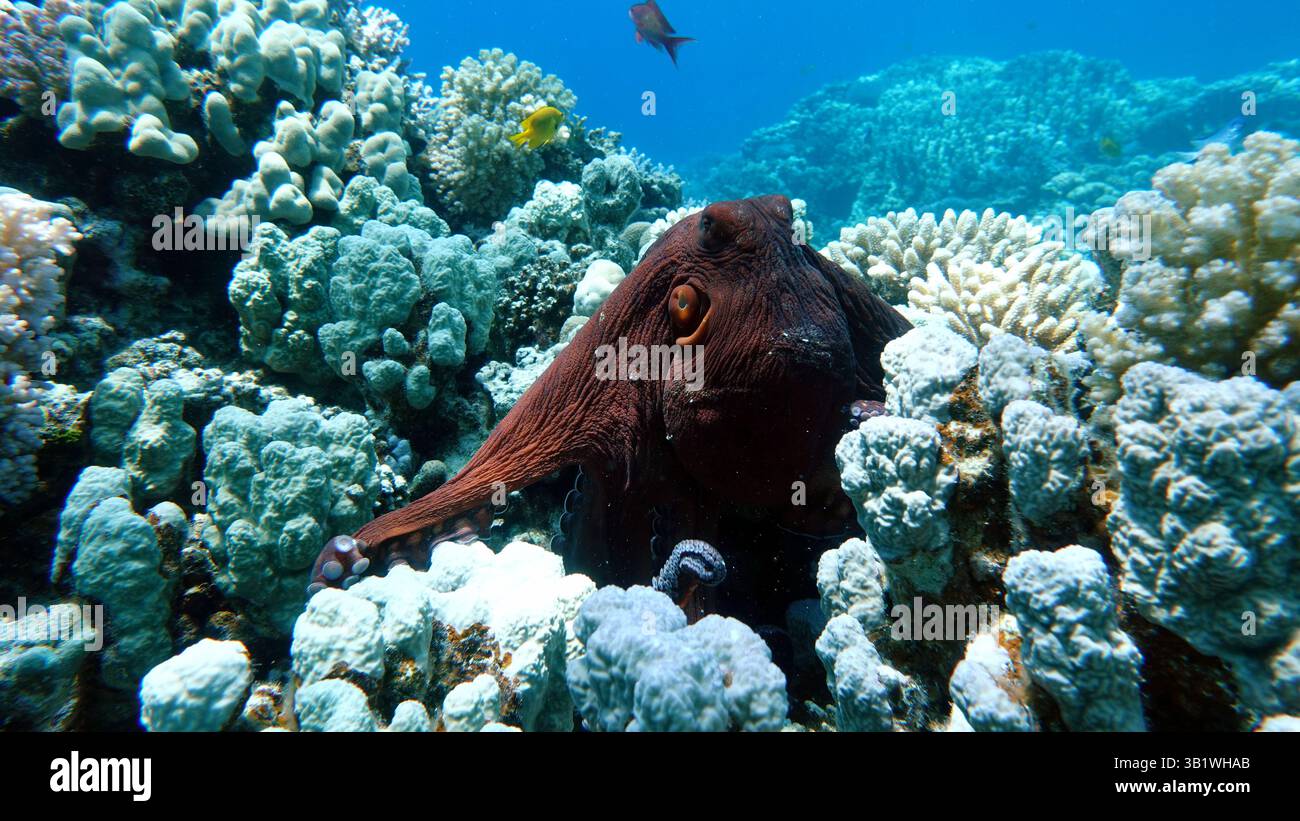 Big Blue Octopus (Octopus cyanea) Octopus. Big Blue Octopus on the Red ...