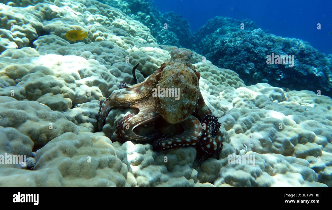 Big Blue Octopus (Octopus cyanea) Octopus. Big Blue Octopus on the Red ...