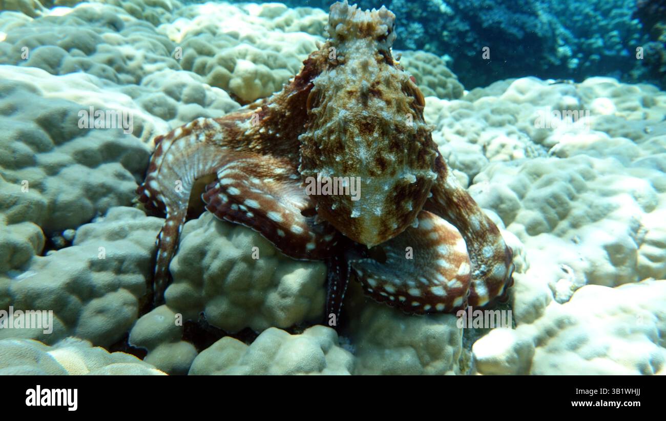 Big Blue Octopus (Octopus cyanea) Octopus. Big Blue Octopus on the Red ...