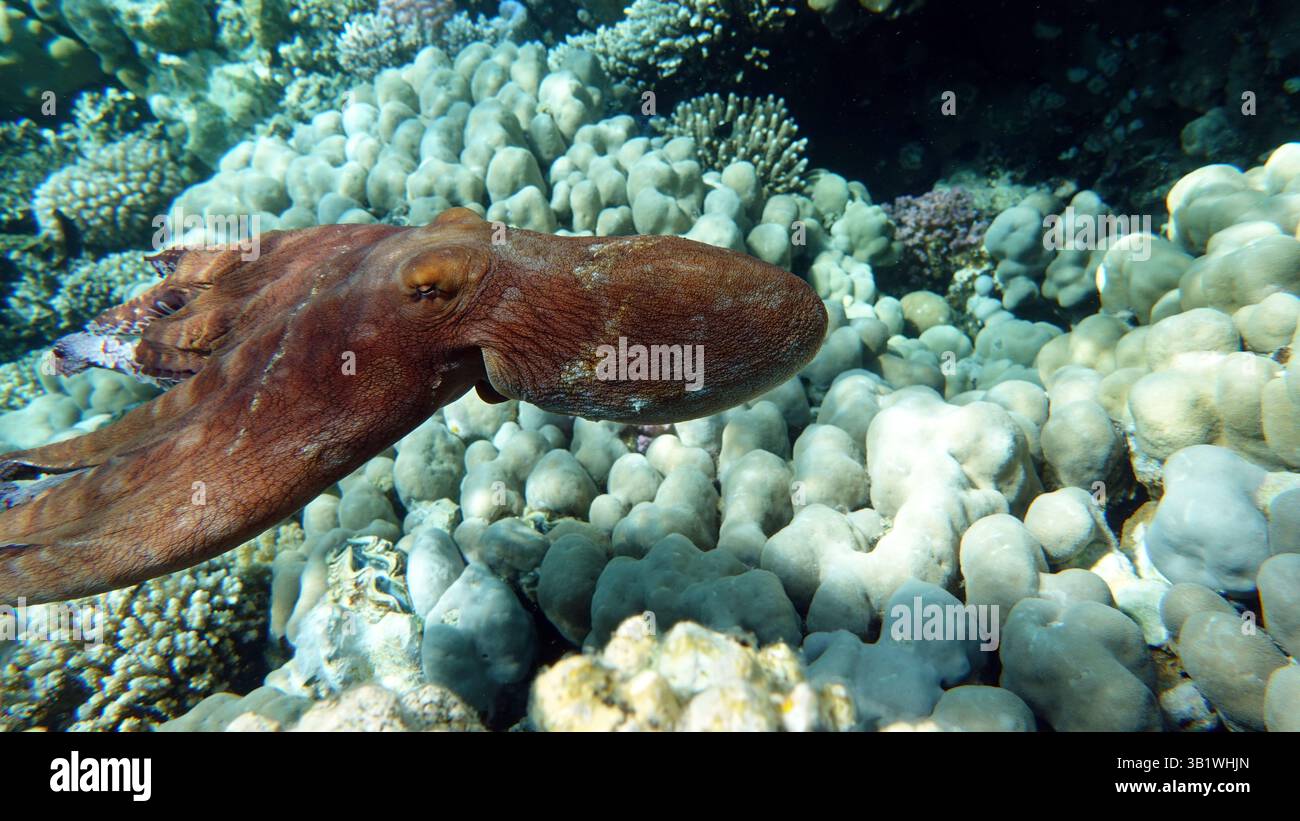 Big Blue Octopus (Octopus cyanea) Octopus. Big Blue Octopus on the Red ...
