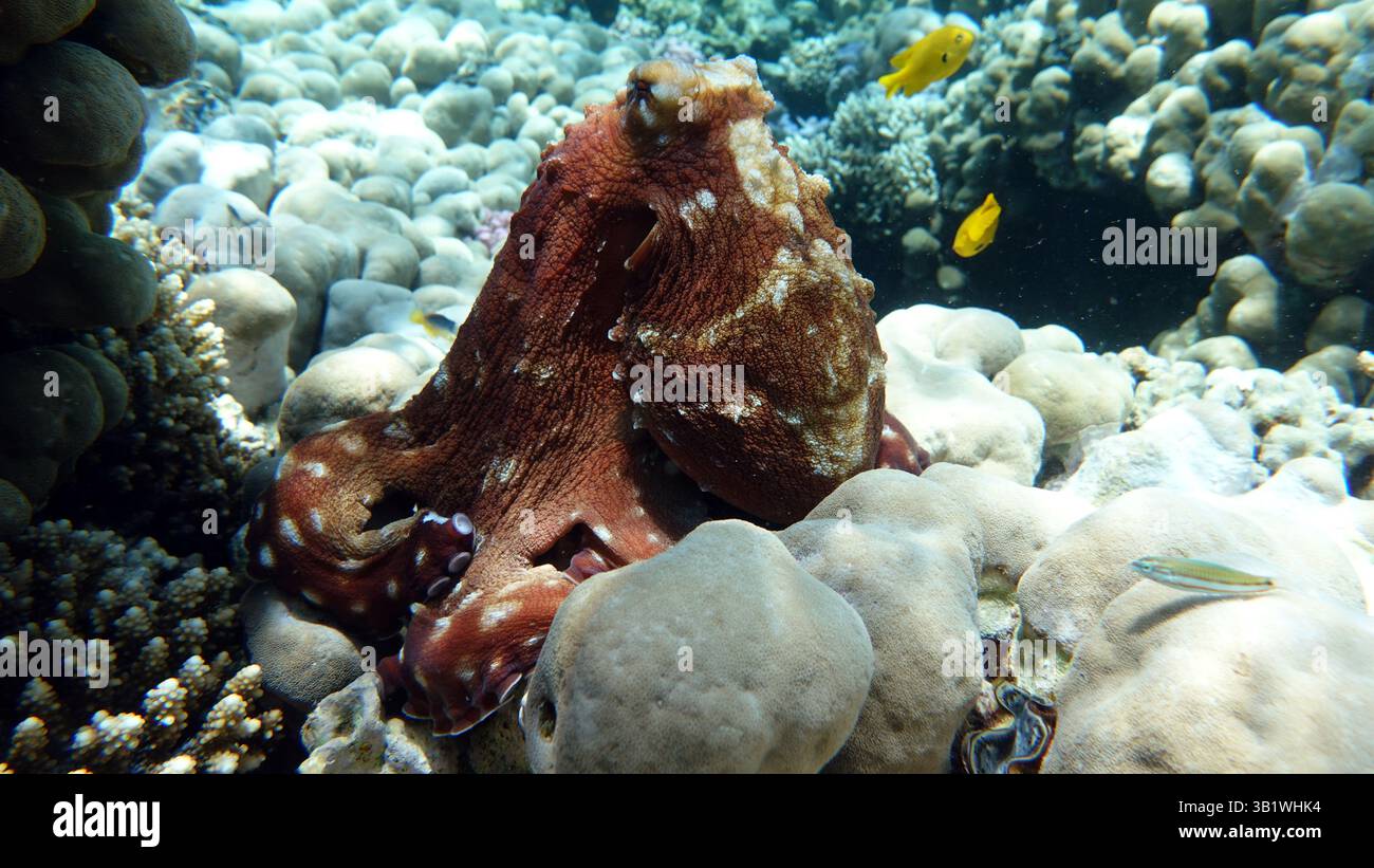 Big Blue Octopus (Octopus cyanea) Octopus. Big Blue Octopus on the Red ...