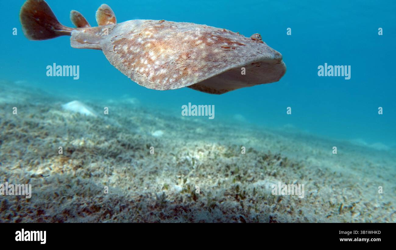 Stingrays. Leopard Electric Stingray - This electric stingray grows up ...