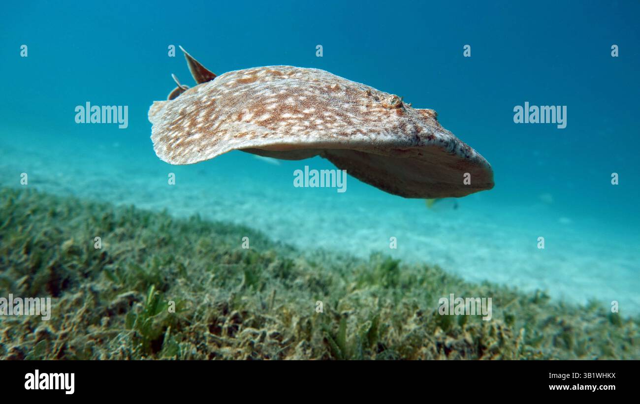 Stingrays. Leopard Electric Stingray - This electric stingray grows up ...