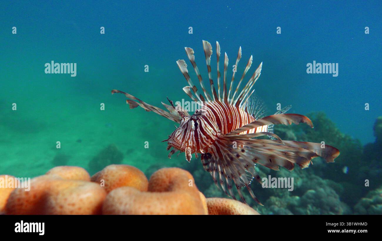 Lion Fish in the Red Sea. Lion Fish in the Red Sea in clear blue water ...
