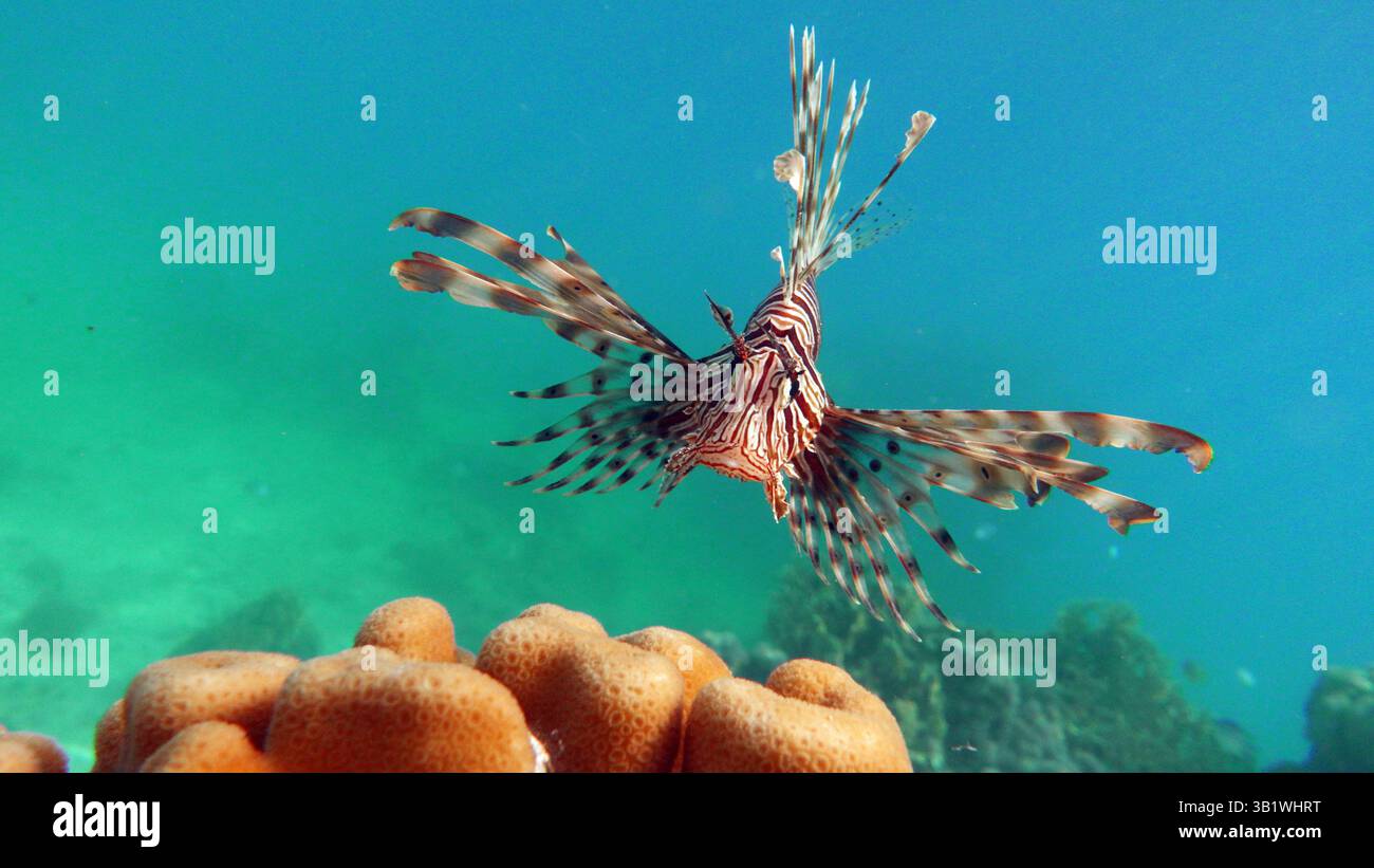 Lion Fish in the Red Sea. Lion Fish in the Red Sea in clear blue water ...