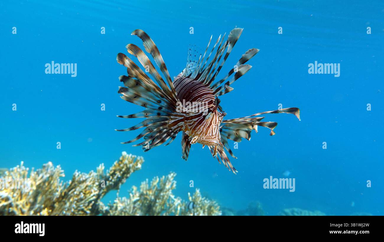 Lion Fish in the Red Sea. Lion Fish in the Red Sea in clear blue water ...