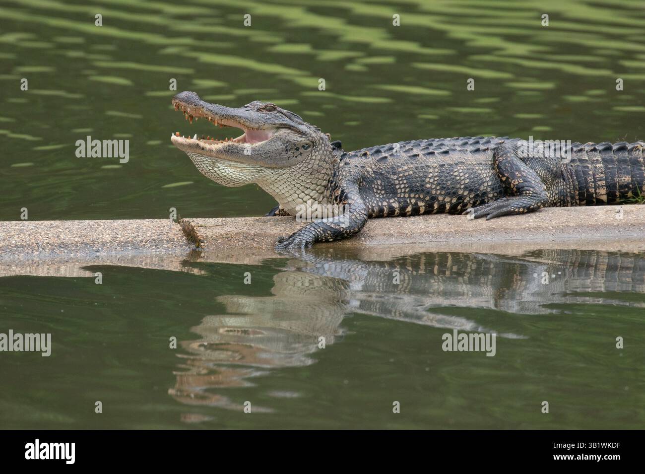 American alligator with open mouth showing teeth Stock Photo - Alamy