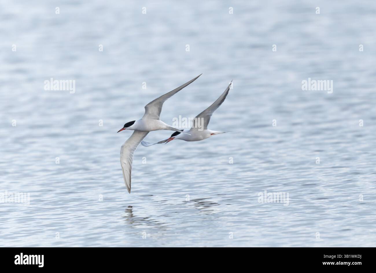 Common Tern Sterna hirundo in a typical coastal habitat Stock Photo - Alamy