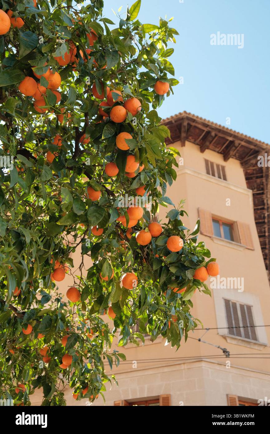 Lush orange tree with bright orange fruits in front of a Mediterranean ...