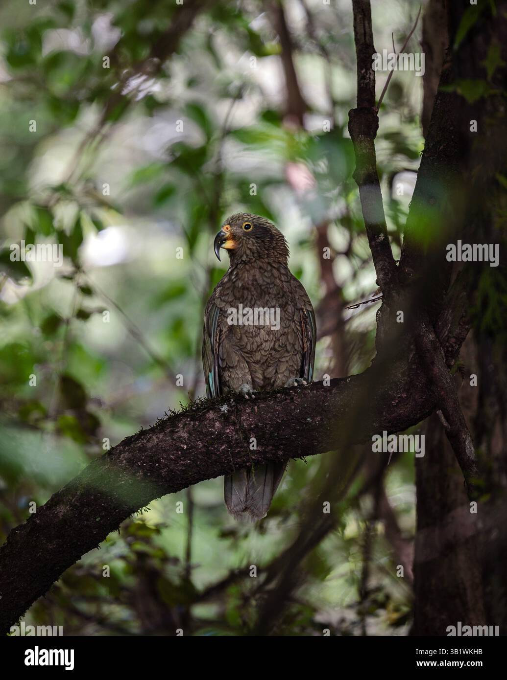 New Zealand’s Native Kea in Forest Environment – Unique Parrot Known ...