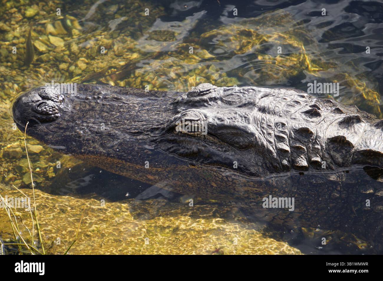Close up of an alligator resting its massive head in the waters of the ...