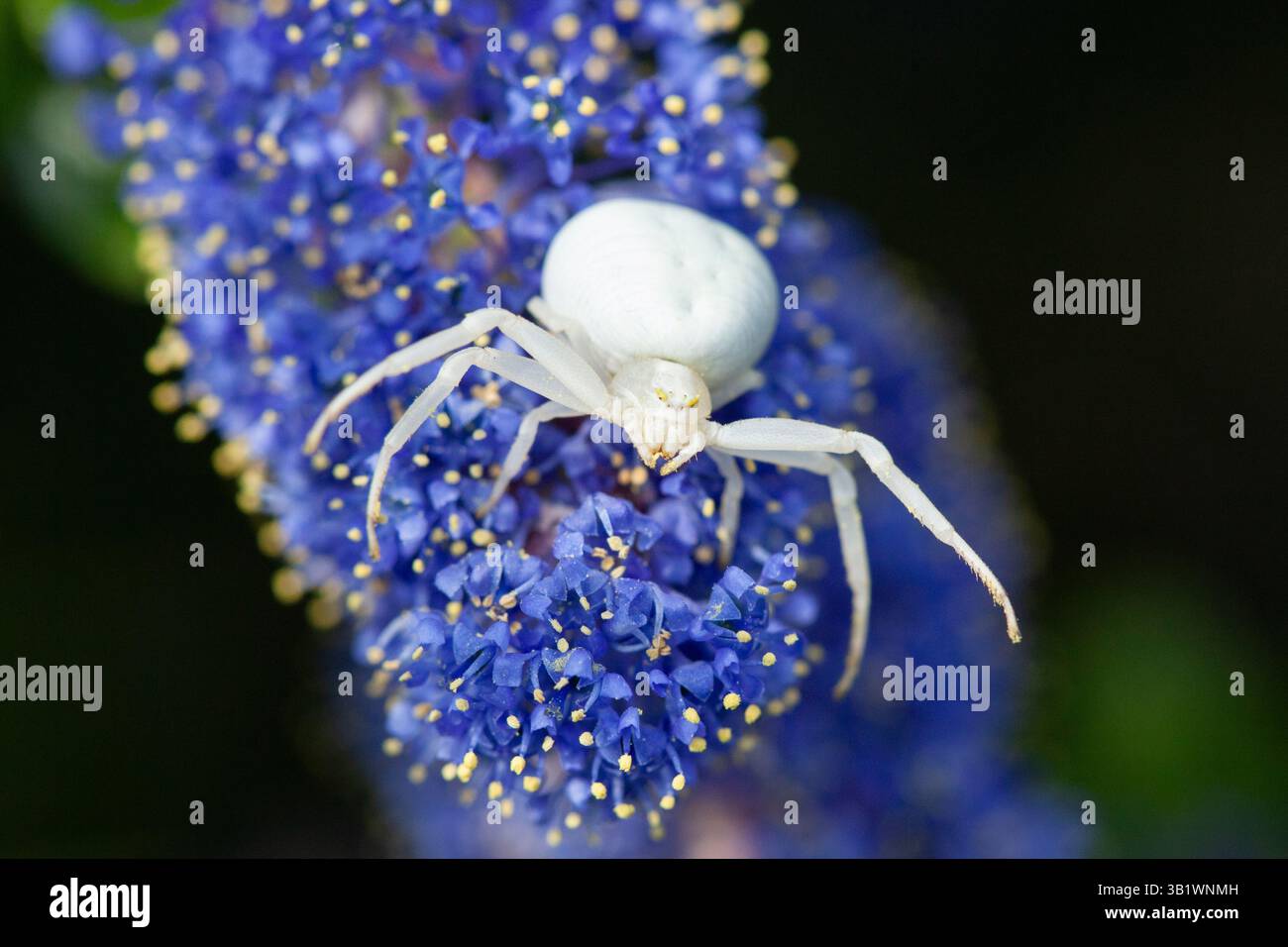 Catch pollinators hi-res stock photography and images - Alamy