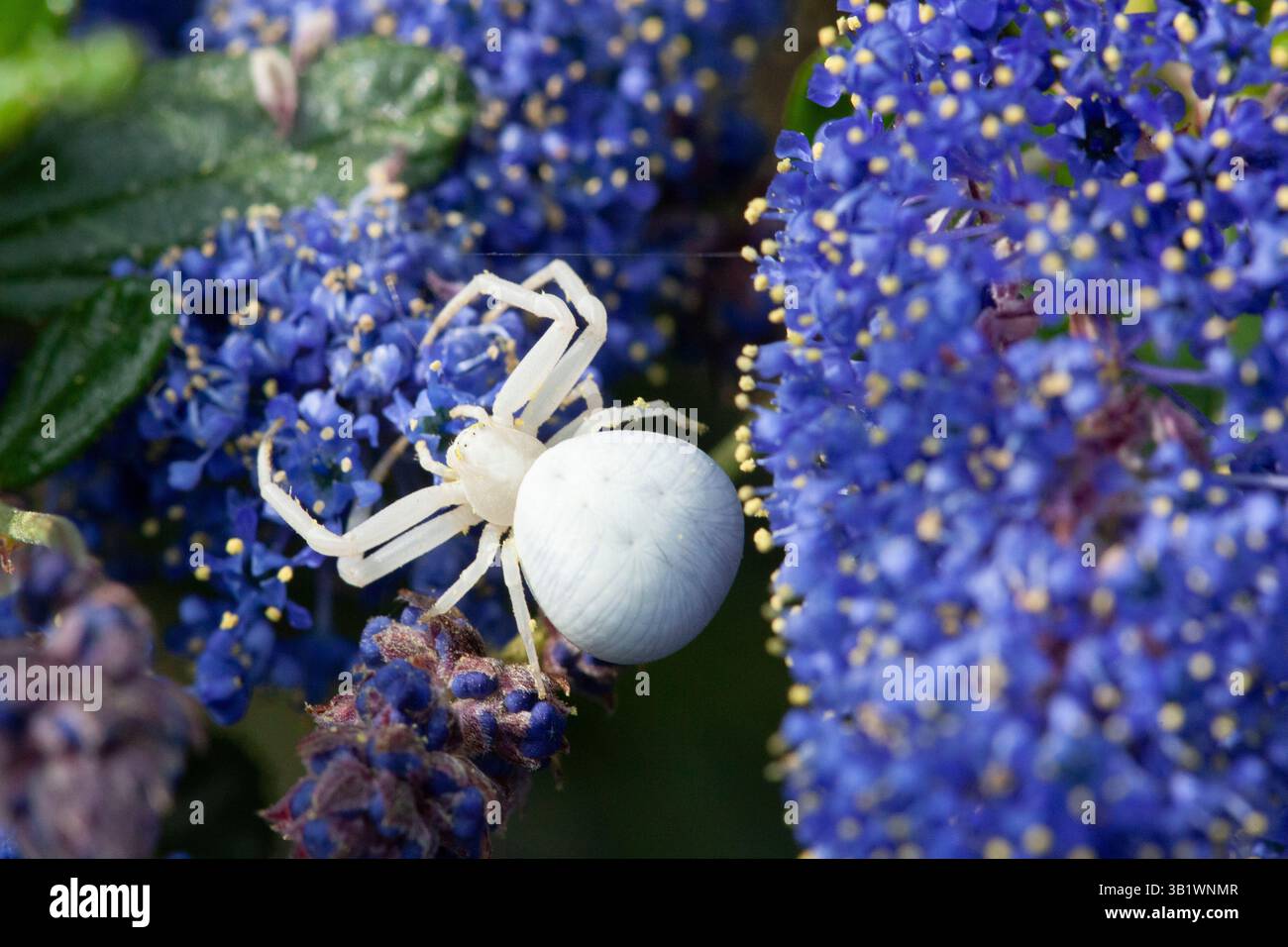 UK weather, 26 April 2025: A goldenrod crab spider sits on a cluster of ...