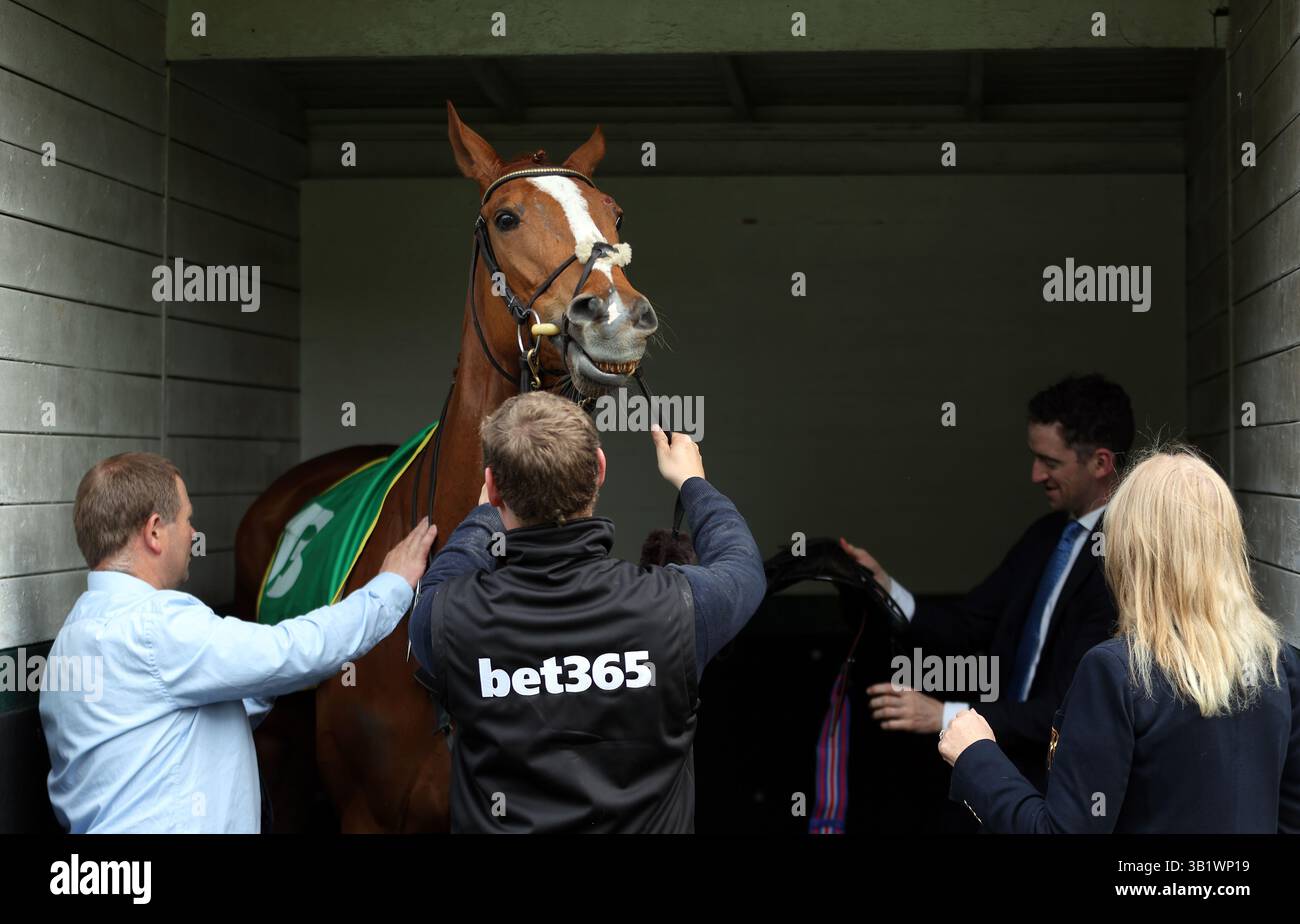 A horse in the pre-parade ring at Sandown Park Racecourse, Esher ...
