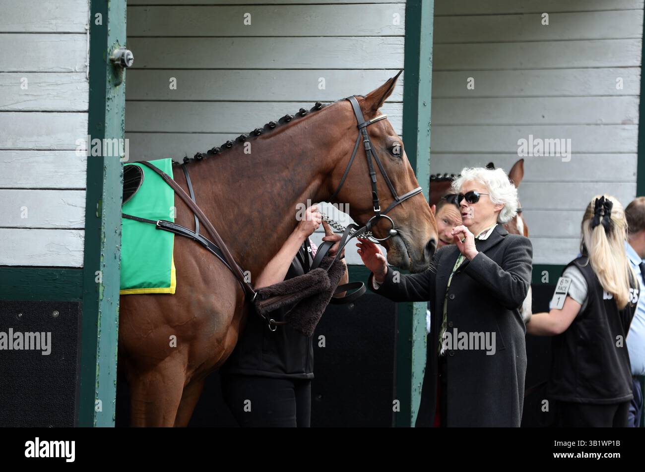 A horse in the pre-parade ring at Sandown Park Racecourse, Esher ...