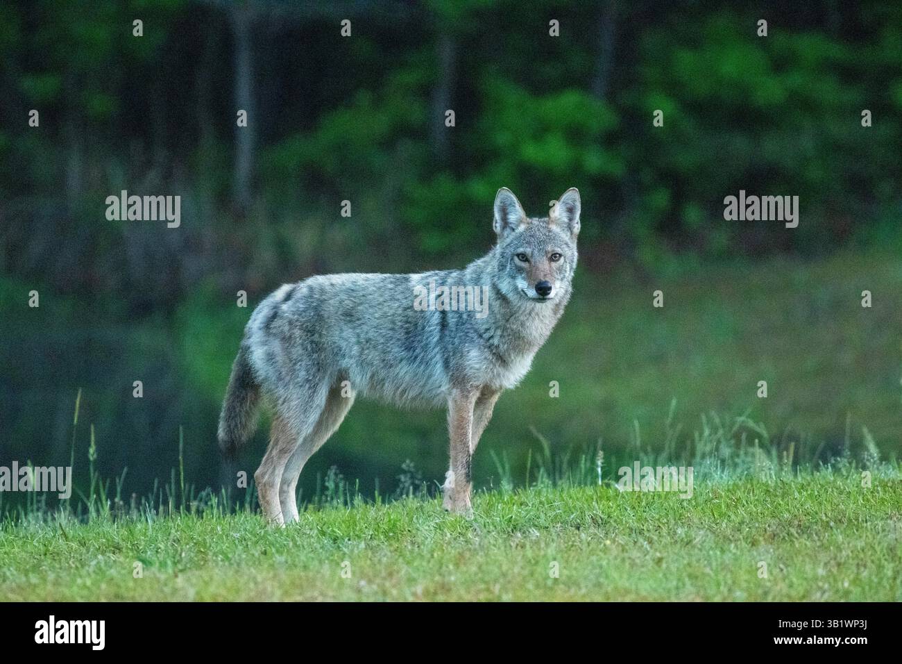 Eastern Coyote in North Carolina grassy area Stock Photo - Alamy