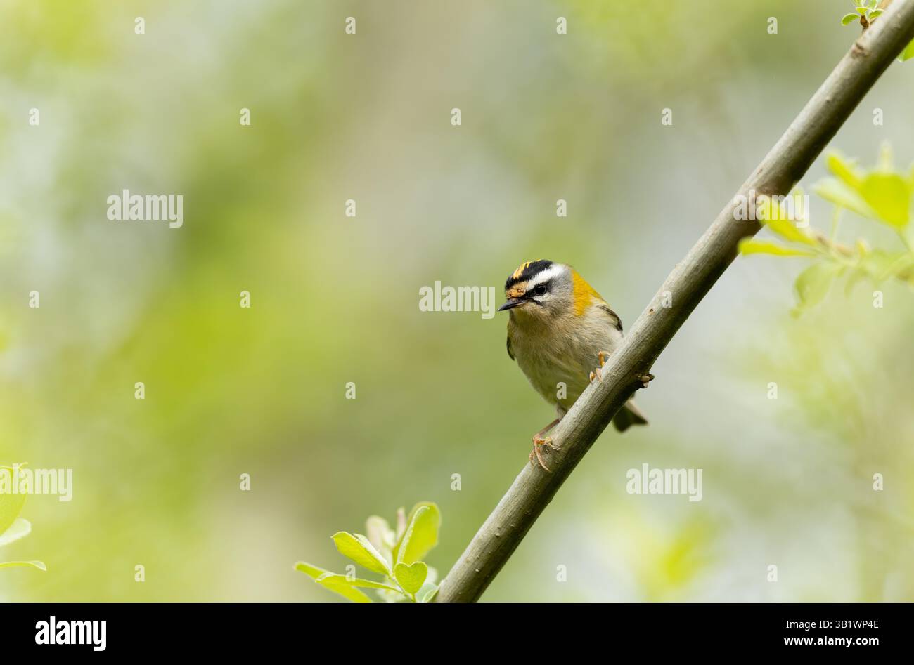 Common Firecrest Regulus ignicapilla singing or perching in Brittany ...