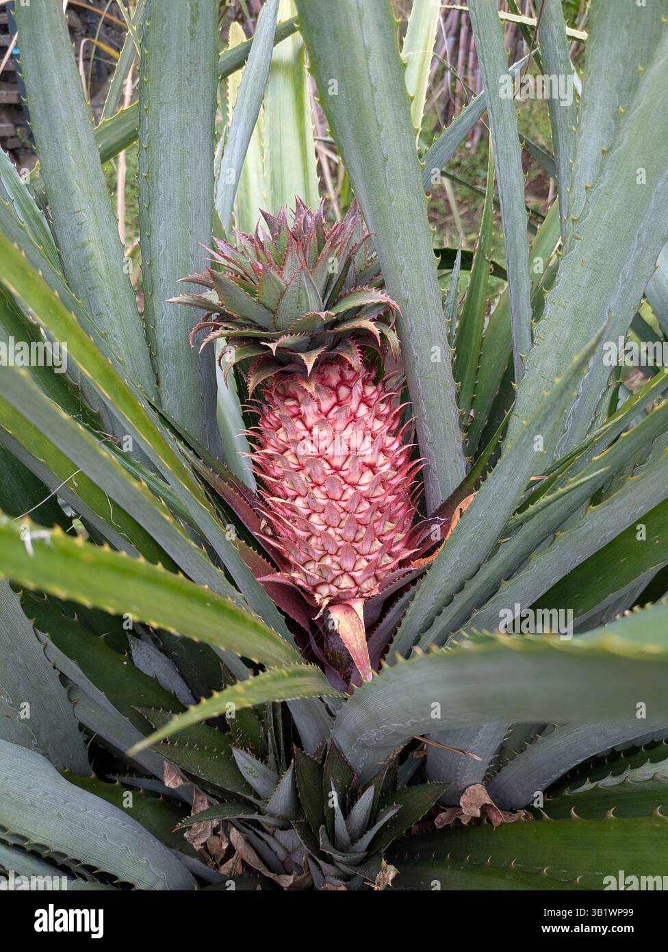pineapple flower Botanical Garden Funchal Madeira Stock Photo - Alamy