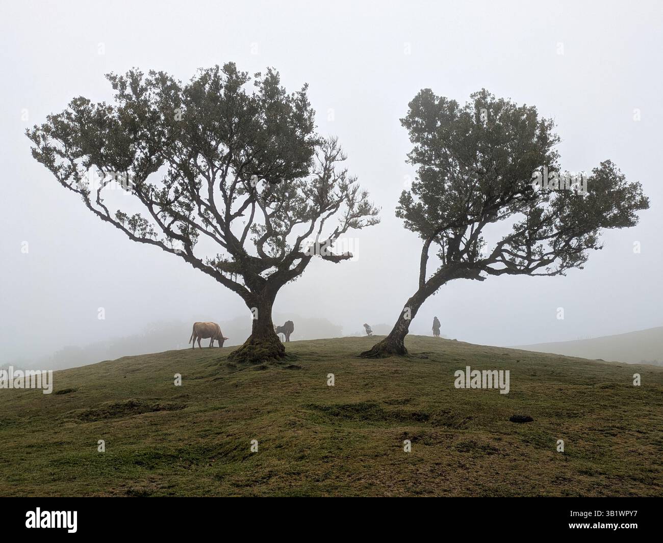 Ancient twisted trees fanal forest hi-res stock photography and images ...