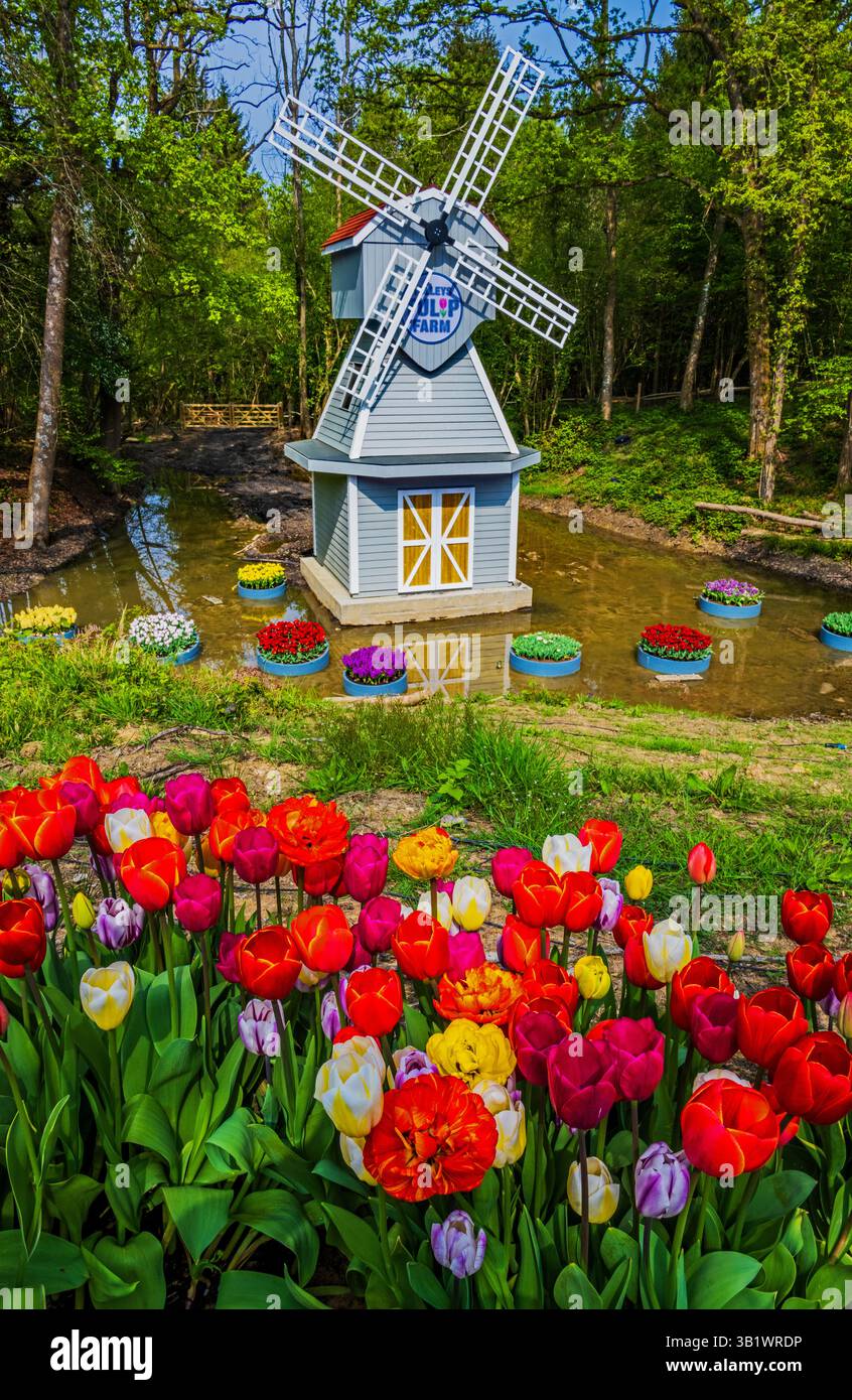 'Tulleys Tulip Fest'., Windmill scene Stock Photo - Alamy
