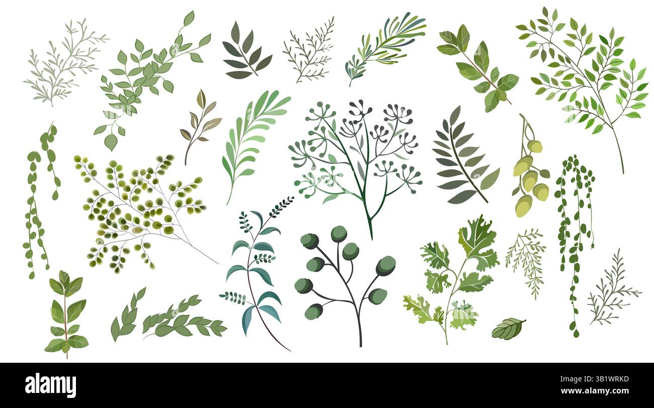 Botanical collection medicinal plant hi-res stock photography and ...