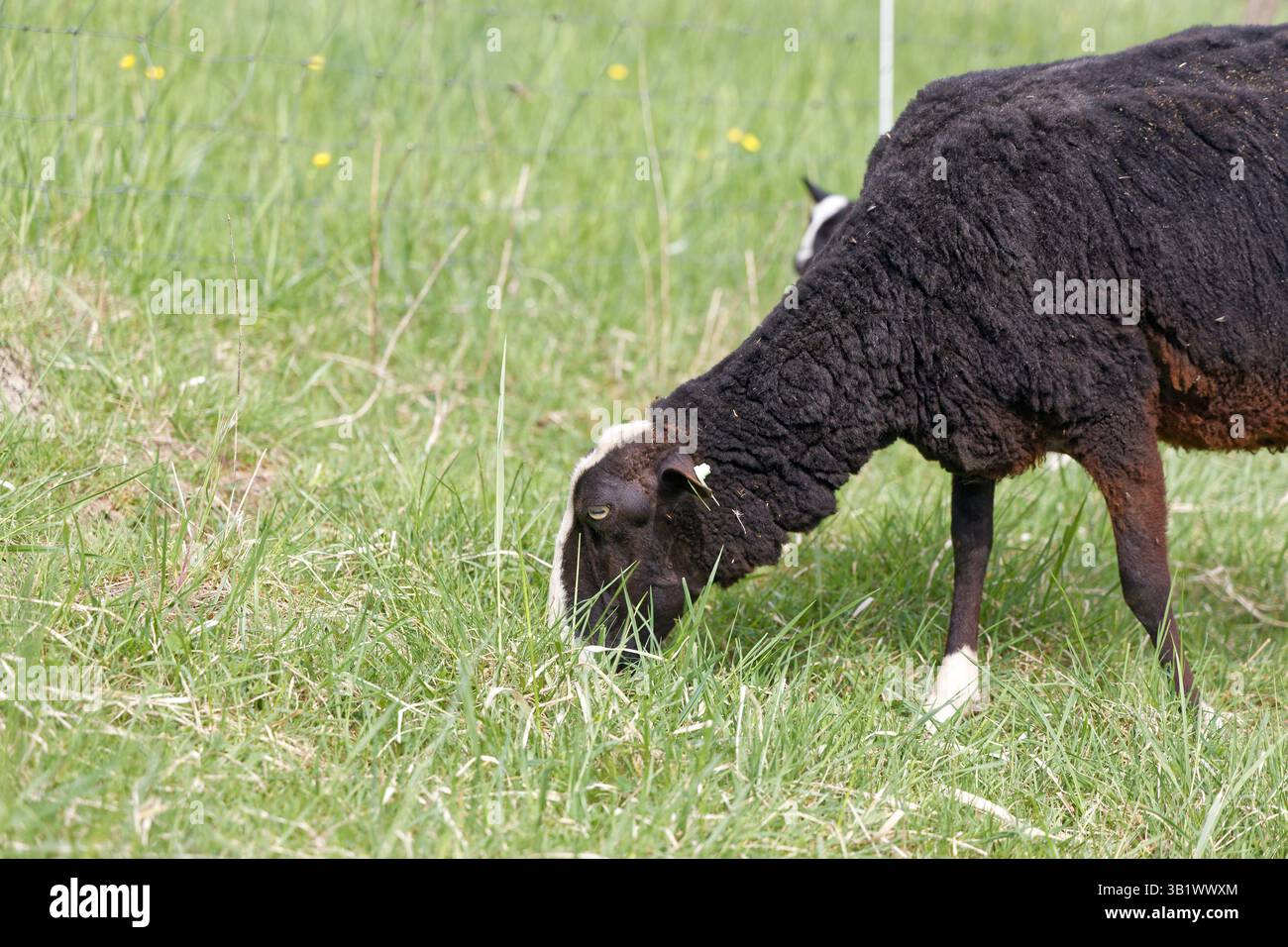 Grazing Zwartbles sheep with young lamb in a hilly orchard in Steinsel ...