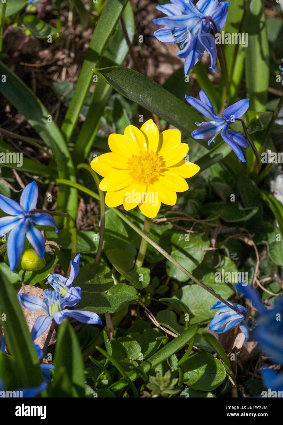 Fig buttercup ficaria verna hi-res stock photography and images - Alamy