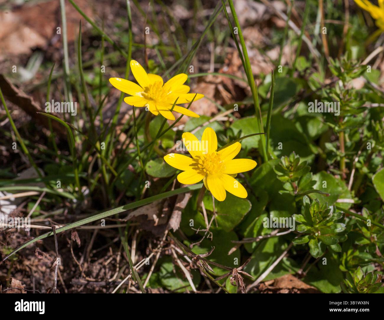 Ficaria verna lesser celandine hi-res stock photography and images - Alamy