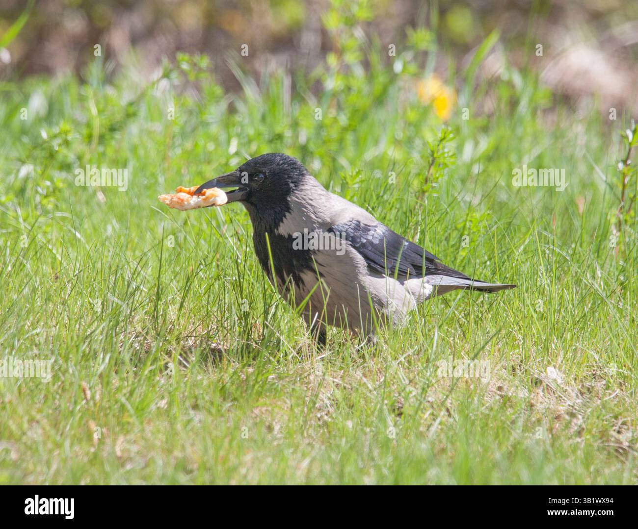 Crow Corvus cornix in nature Stock Photo - Alamy