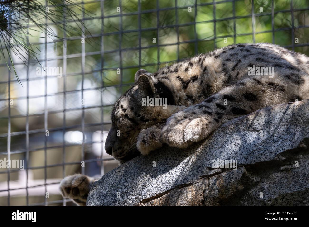 Snow leopard sleeping on a rock Stock Photo - Alamy