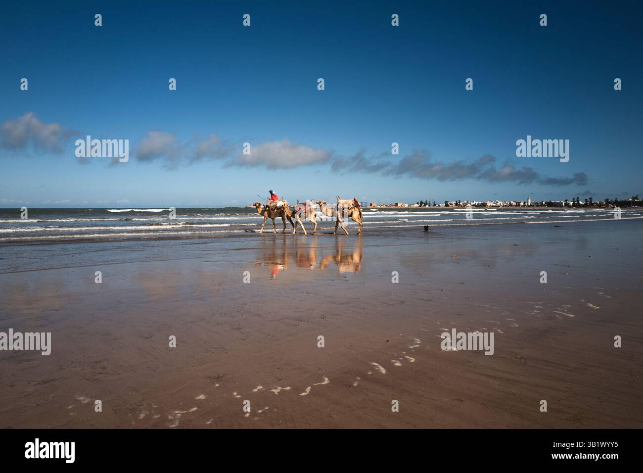 some views of coastal town Essaouira, Morocco April 2025. Camels on the ...